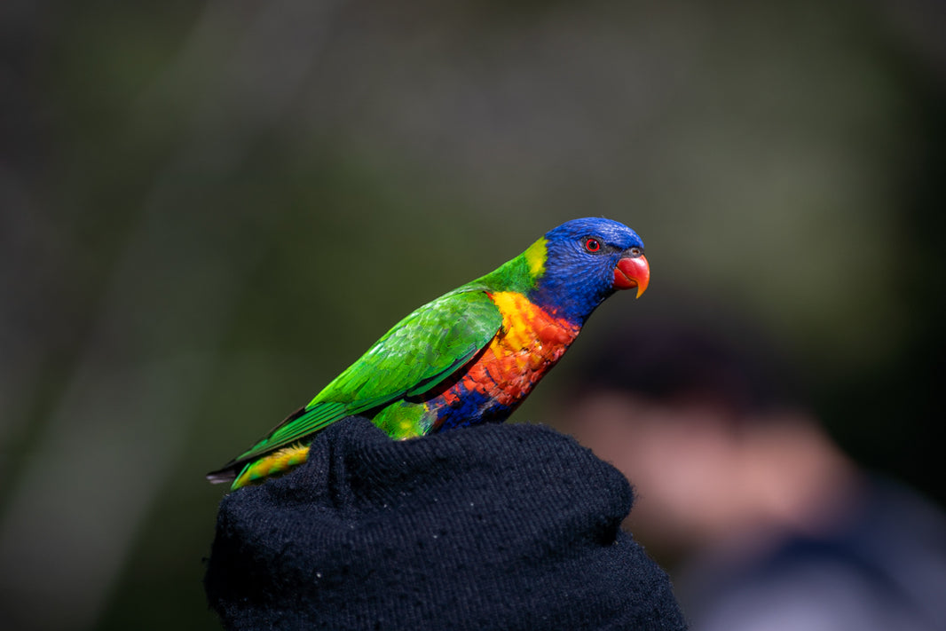 Bird Plus UK